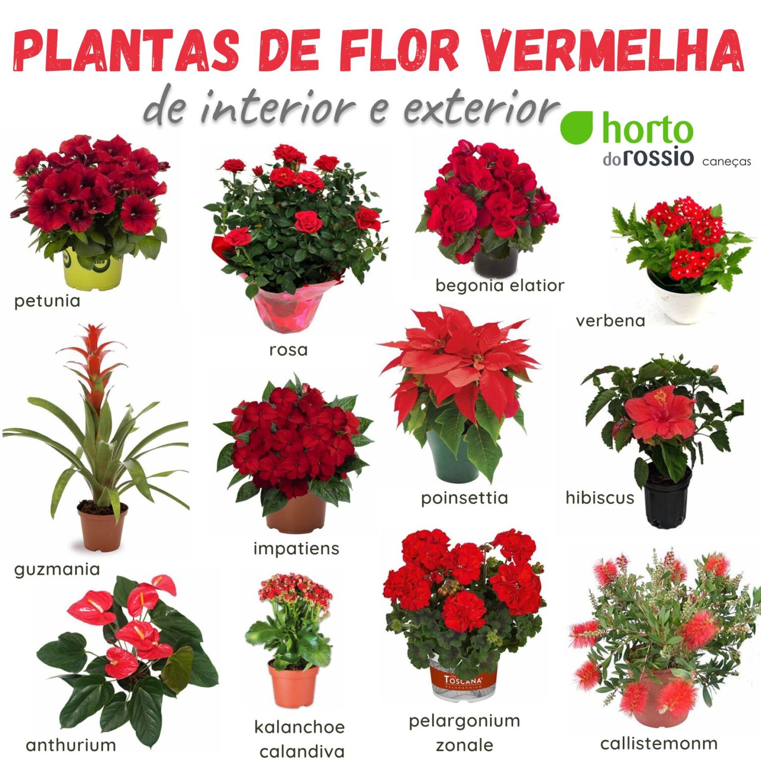 Plantas de flor vermelha – interior & exterior - Horto do Rossio