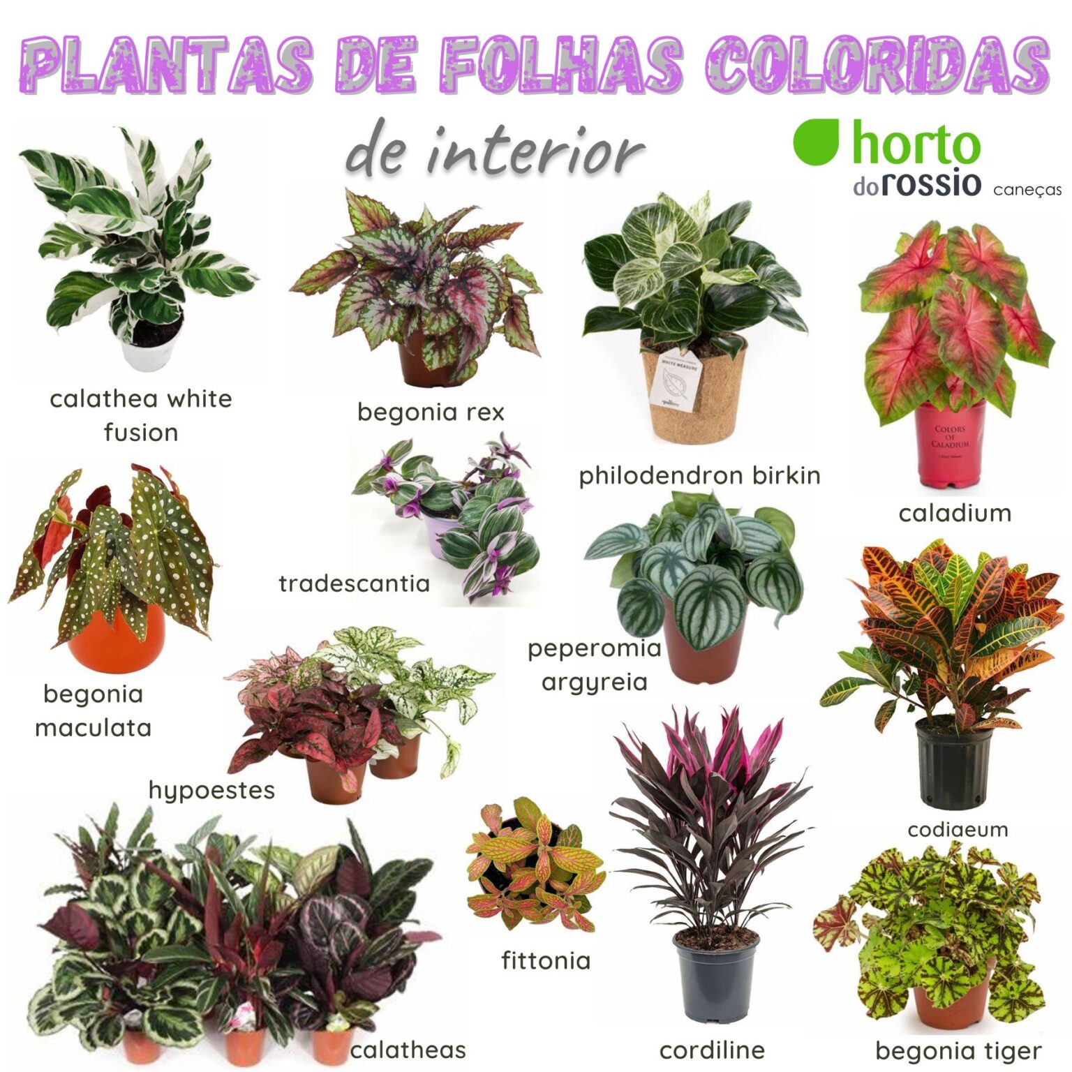 Plantas de folhas coloridas – de interior - Horto do Rossio