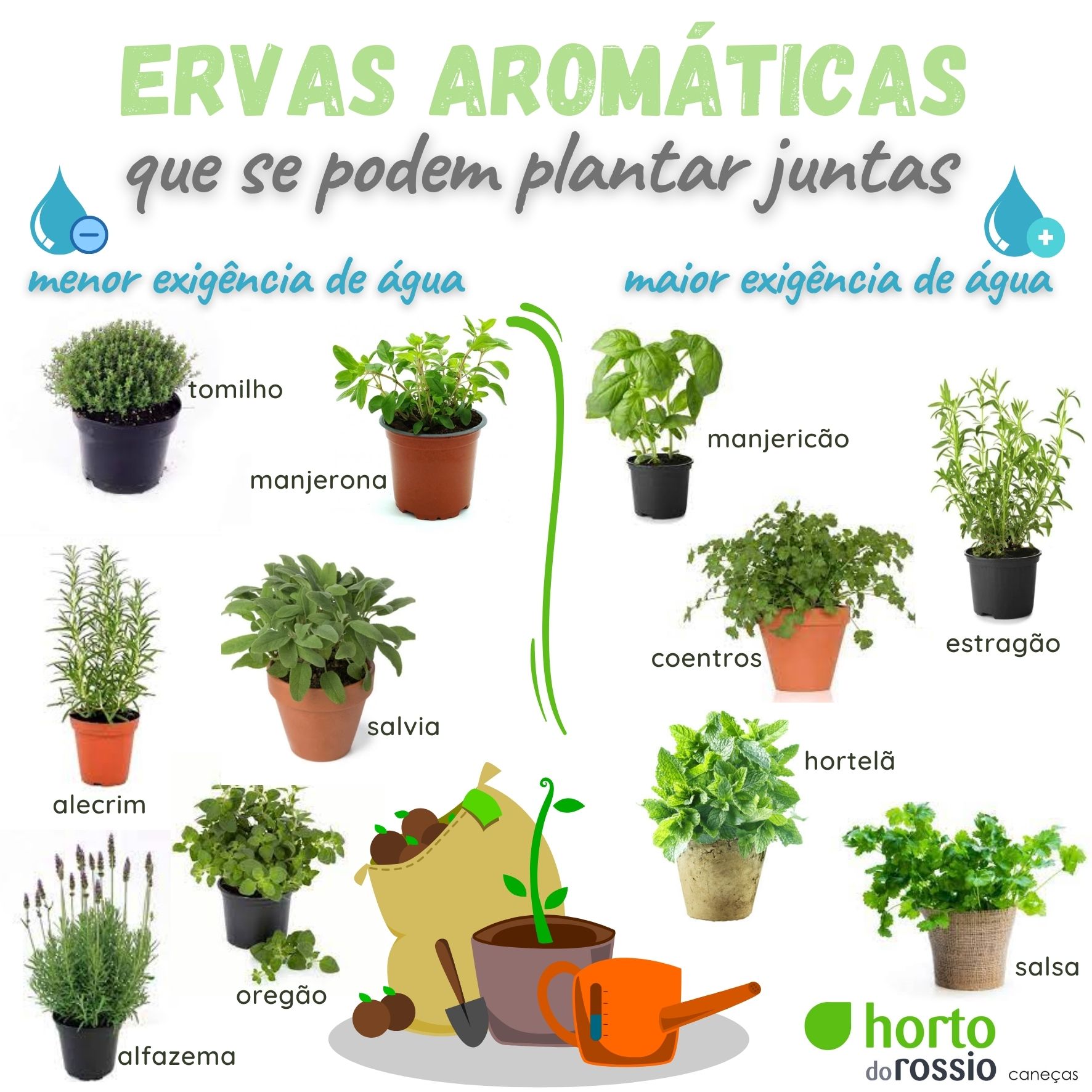 Ervas Aromáticas que se podem plantar juntas - Horto do Rossio